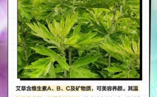 艾草对肝的功效与作用_艾草护肝怎么吃才有效