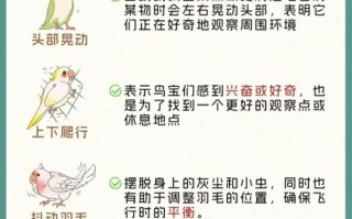 牡丹鹦鹉怎么养_牡丹鹦鹉吃什么食物