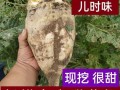 甜菜长什么样_甜菜根和萝卜的区别