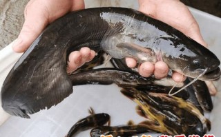 鲶鱼怎么杀_鲶鱼宰杀步骤