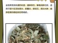 肾结石最怕一味中药_金钱草怎么用