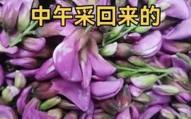 紫色洋槐花怎么吃_紫色洋槐花怎么做好吃