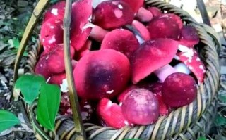 红蘑菇种植方法_红蘑菇种植条件