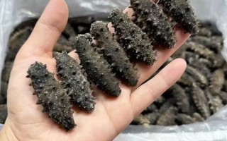 海参放了七八年还能吃吗_干海参保质期多久