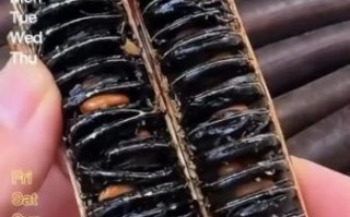 腊肠果怎么泡水最正确_腊肠果泡水一次放几颗