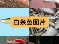 白条鱼最大能长多大_白条鱼一年能长多少厘米