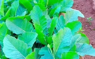 头伏萝卜什么时候种_二伏菜有哪些品种