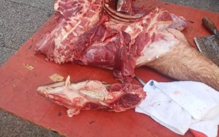 野猪肉多少钱一斤_野猪肉好吃吗