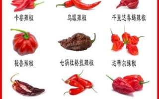 各种辣椒图片大全大图_如何辨别辣椒品种