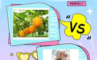 吊瓜子和瓜蒌子一样吗_吊瓜子与瓜蒌子区别