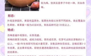 西梅图片水果_西梅的功效与作用