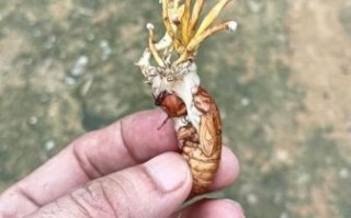 有毒金蝉花图片_如何辨别真假
