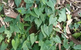 何首乌长什么样_何首乌长啥样图片