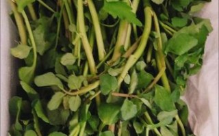 西洋菜什么时候当季_西洋菜最佳采摘月份