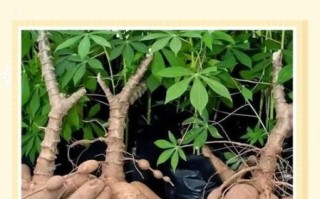 新鲜木薯怎么吃才安全_木薯去毒的正确方法