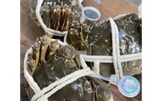阳澄湖大闸蟹官网购买流程_阳澄湖大闸蟹真假辨别方法