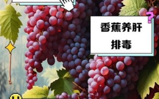 养肝护肝吃什么食物和水果_肝脏不好吃什么调理