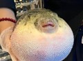 一条河豚能毒死多少人_河豚毒素致死量