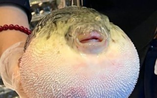 一条河豚能毒死多少人_河豚毒素致死量