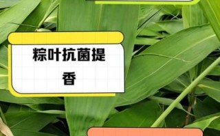 粽叶煮水有什么功效_粽叶水能长期喝吗