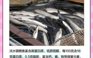 中国淡水银鳕鱼好吃吗_淡水银鳕鱼口感怎么样