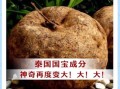 野葛根丰胸真的有用吗_野葛根怎么吃才有效