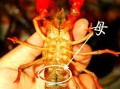 大龙虾图片_如何辨别真假