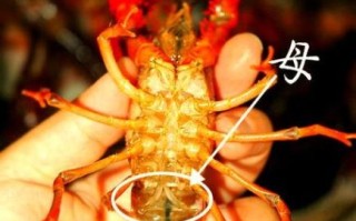 大龙虾图片_如何辨别真假