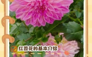 红苕花怎么养_红苕花什么时候开花
