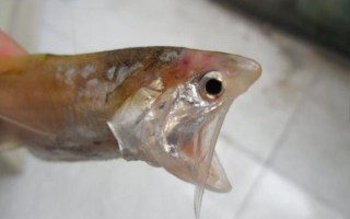 鲚怎么读_鲚鱼是什么鱼