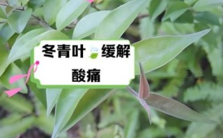 冬青的功效与作用_冬青叶怎么泡水喝