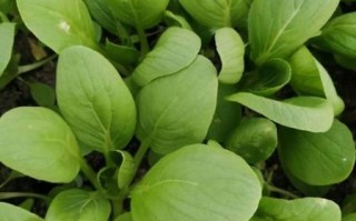 青菜品种有哪些_常见青菜图片怎么区分 青菜品种有哪些_常见青菜图片怎么区分