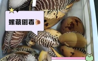 椰子螺怎么清洗_椰子螺做法视频教程