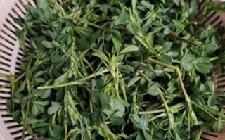 苜蓿怎么炒好吃_苜蓿的家常做法大全