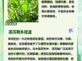 泽泻一天20克会伤肾吗_安全用量是多少