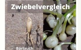 野韭菜长什么样子_野韭菜和韭菜的区别