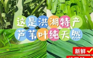 箬叶和芦苇叶哪个香_包粽子用哪种叶子更香 箬叶和芦苇叶哪个香_包粽子用哪种叶子更香