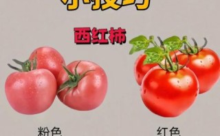 蔬菜批发新手如何进货_第一次进货注意什么