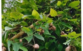 山药豆长在哪里_山药豆长在什么地方