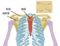 叉骨在哪个部位_叉骨和锁骨有什么区别