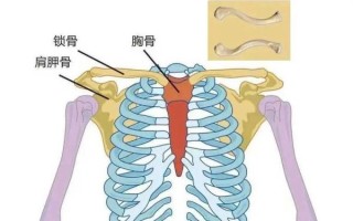 叉骨在哪个部位_叉骨和锁骨有什么区别