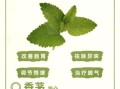 香茅草洗头有什么功效_香茅草洗头能防脱发吗