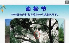 松节油的功效与作用_松节油能治疗哪些疾病