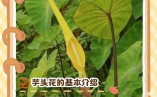 野芋头花能吃吗_野芋头花怎么处理才安全
