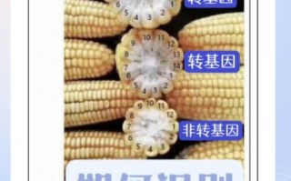 粘玉米是转基因食品吗_粘玉米和转基因玉米区别