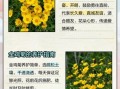 金鸡菊图片大全高清_金鸡菊和波斯菊的区别