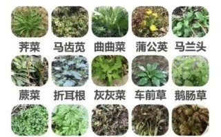 能吃的野菜有哪些_常见野菜图片及名称