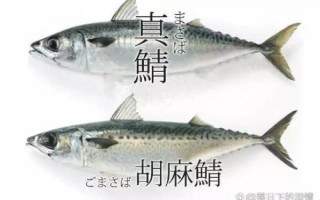 青鱼和鲭鱼图片区别_如何一眼分辨