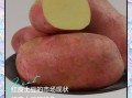 红皮土豆为什么没人吃_红皮土豆口感差吗