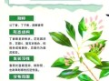 丁香茶副作用有哪些_丁香茶禁忌人群
